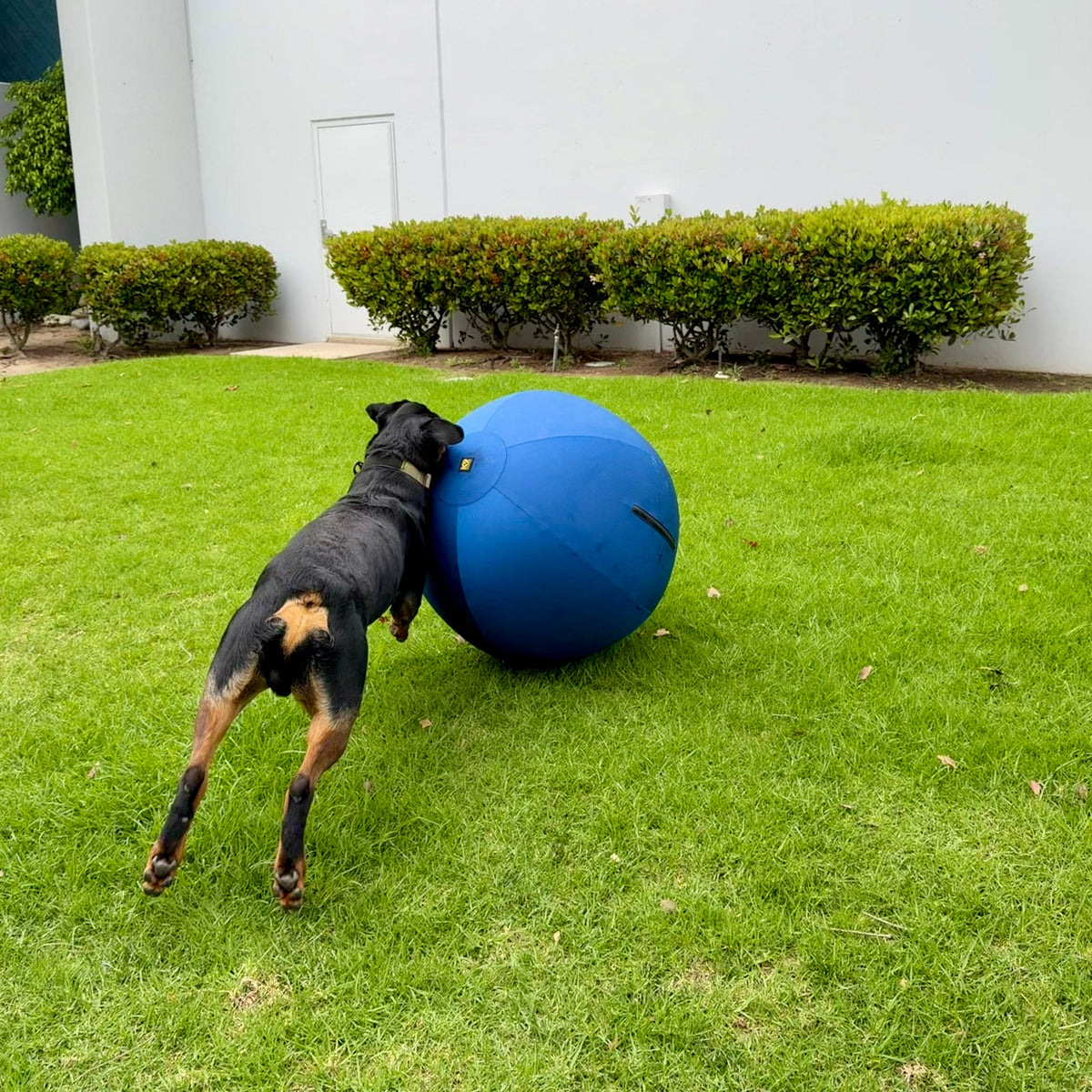 Dog Toys by K9 Ballistics®