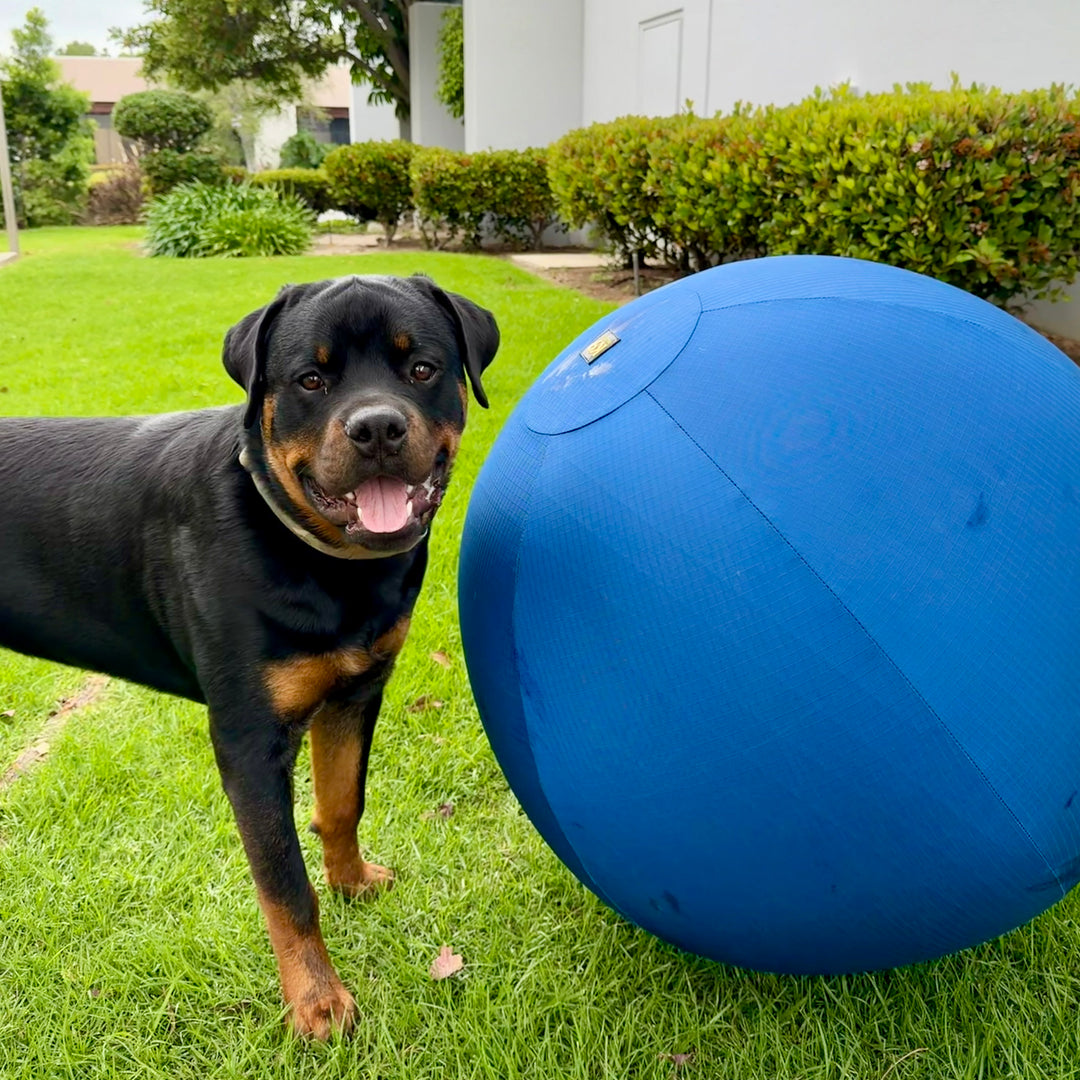 Essential Dog Gear – K9 Ballistics