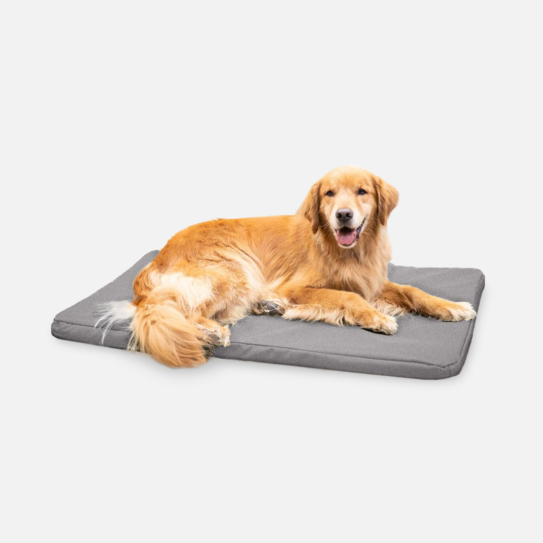 Chew Proof & Tough Dog Beds | Built to Last a Lifetime – K9 Ballistics