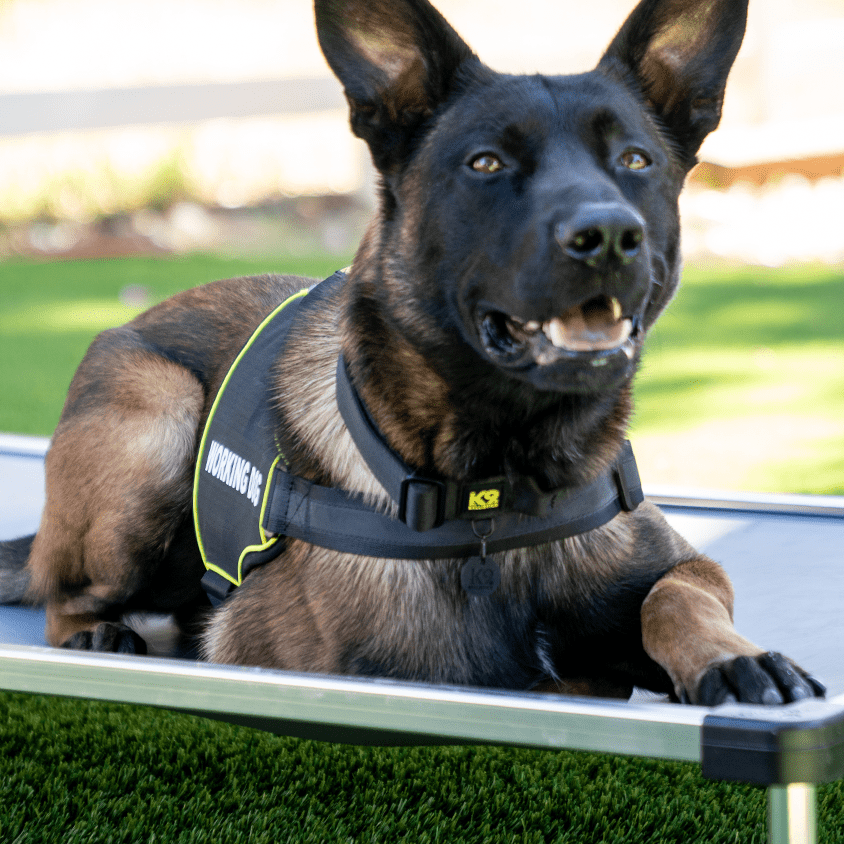 K9 Pro™ Dog Harness – K9 Ballistics