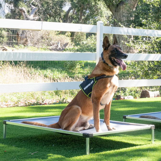 K9 Pro™ Dog Collar with Handle – K9 Ballistics