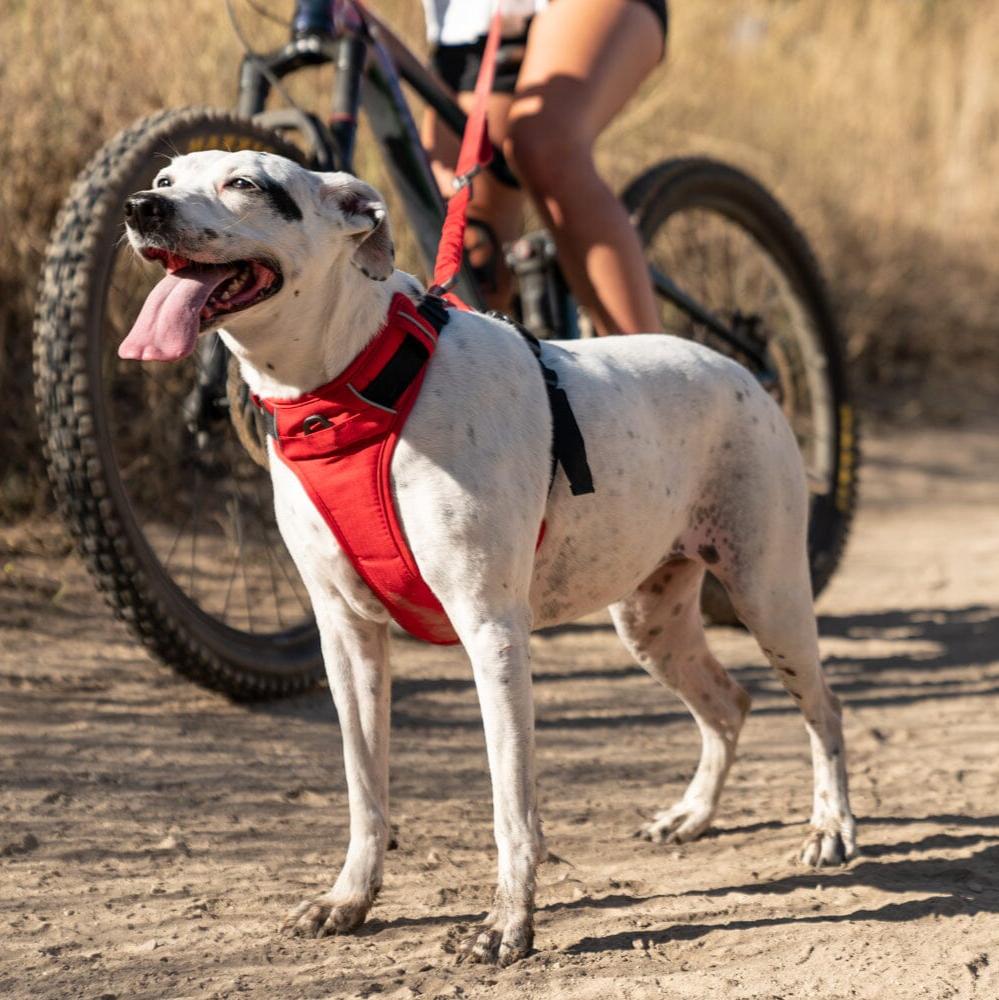 K9 Everyday™ Dog Harness – K9 Ballistics